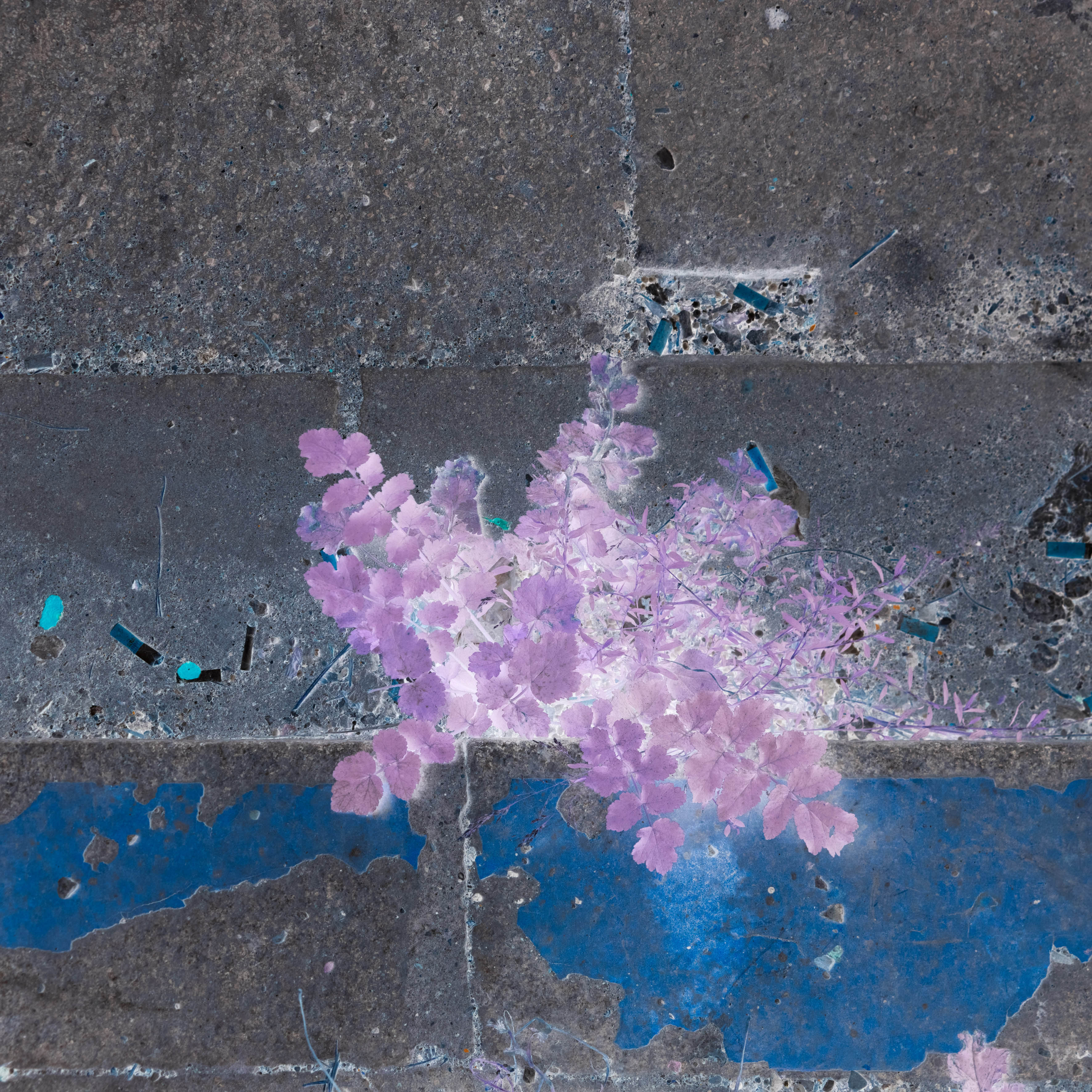 Ghost Weeds – Uriel Orlow