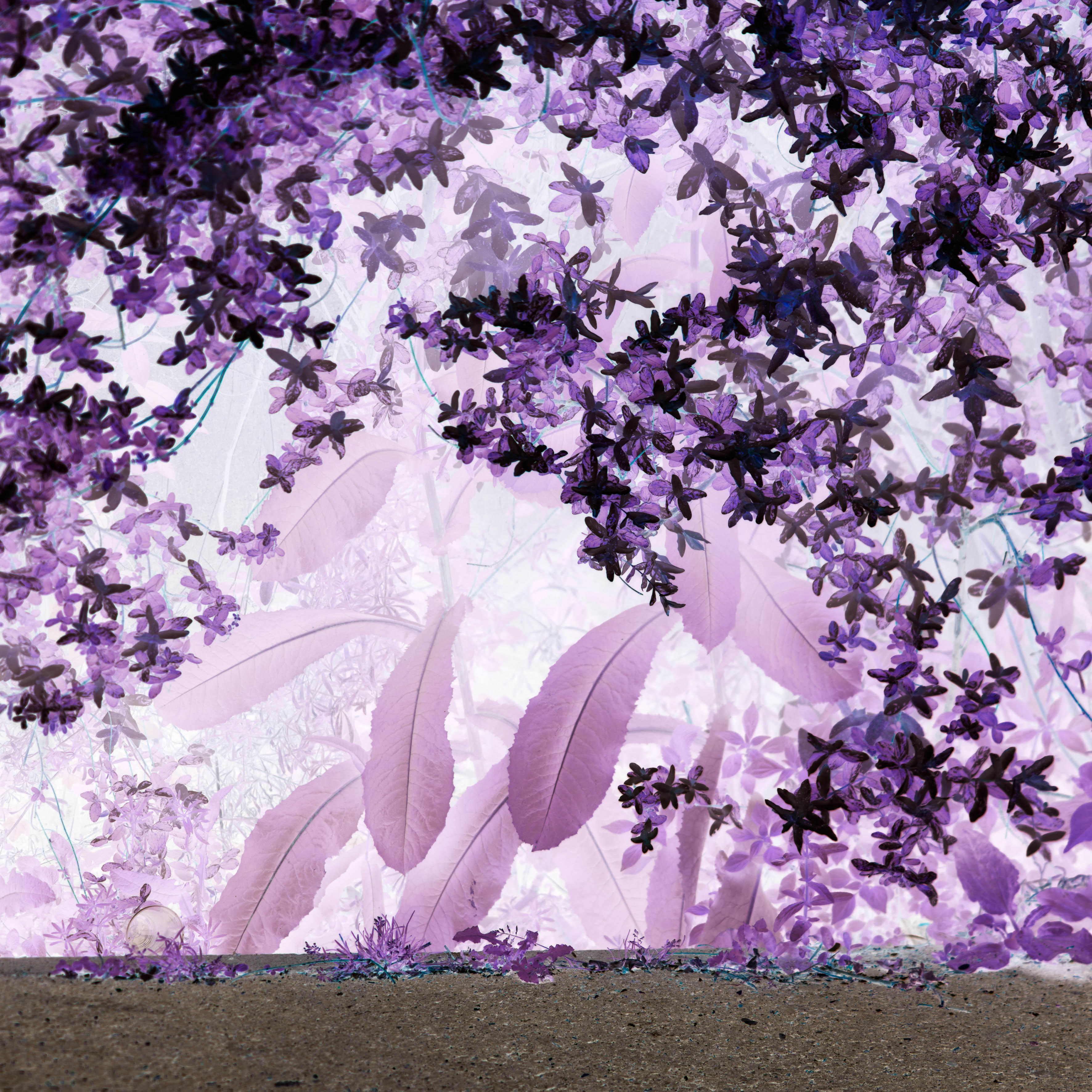 Ghost Weeds – Uriel Orlow