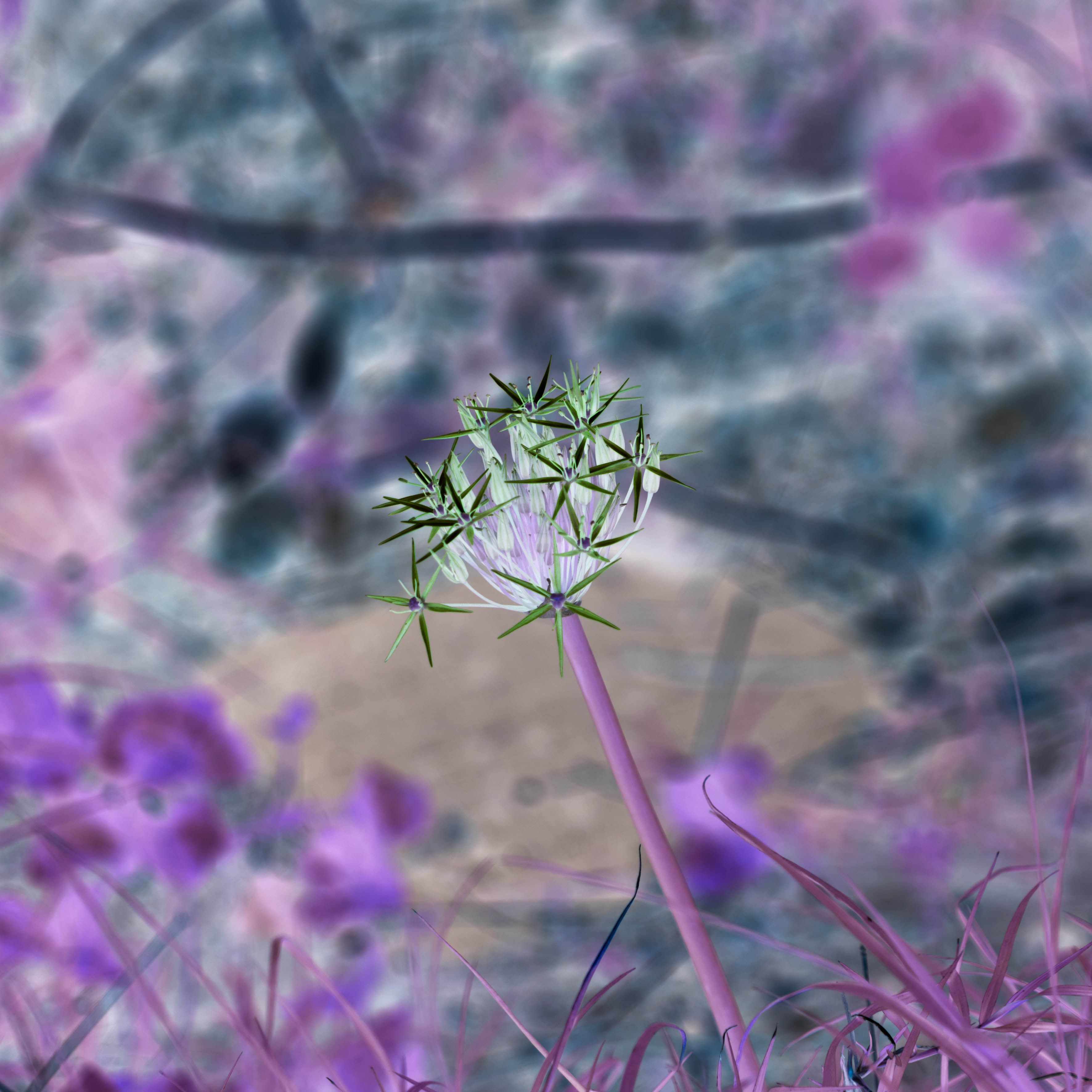 Ghost Weeds – Uriel Orlow